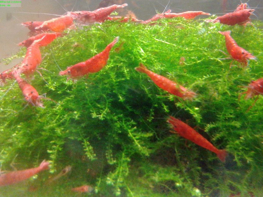 Red Fire Garnelen - Neocaridina davidi - Haltung, Pflege & Zucht
